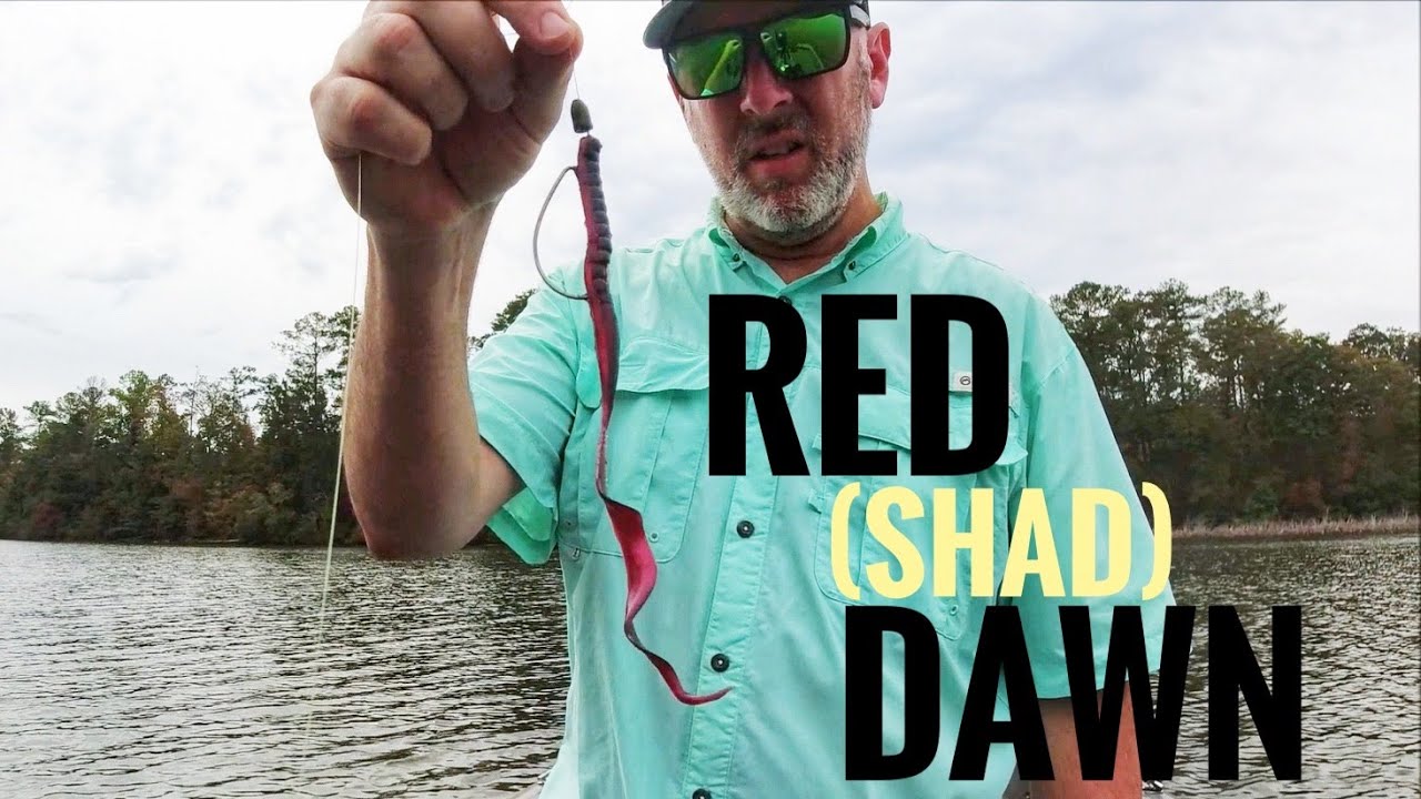 RED [Shad] DAWN! #bassfishing #fishing #trackerboats - YouTube