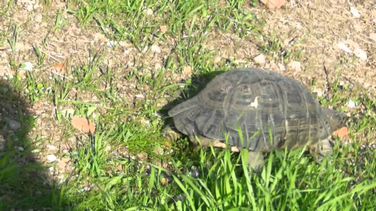 Tortoise on the Acropolis in Athens, Greece - YouTube