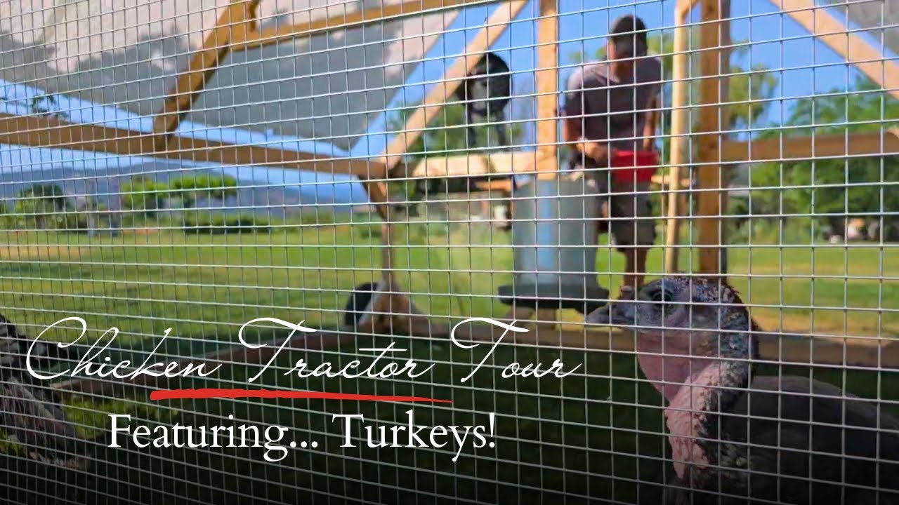 Chicken Tractor Design with Wheels (Featuring our Turkeys!) - YouTube