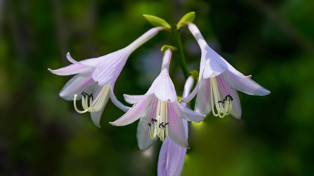 NSDA CT || Look at the Evidence - Bro. Milo Norris || Dec. 9, 2023 ...