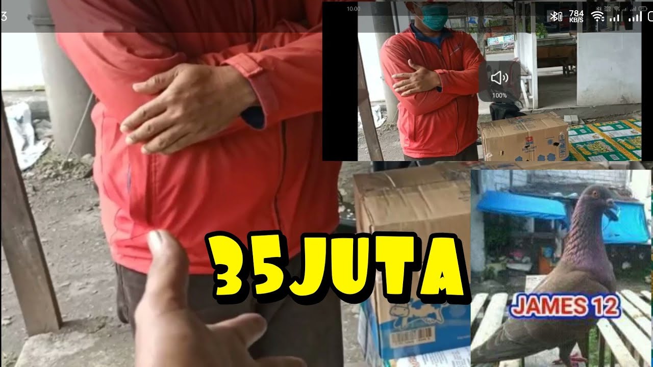 JUAL MERPATI PLOSUR MASKOT ..35 JUTA... - YouTube