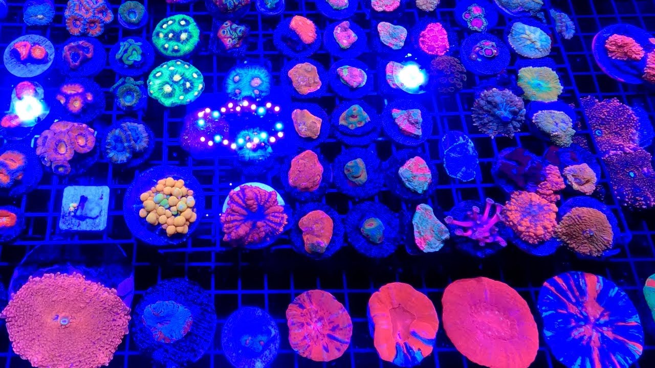 West Coast Coral Show 10-9-2021 - YouTube