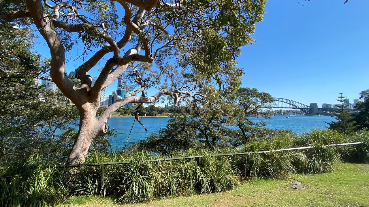 Gum Trees of the Sydney region - YouTube