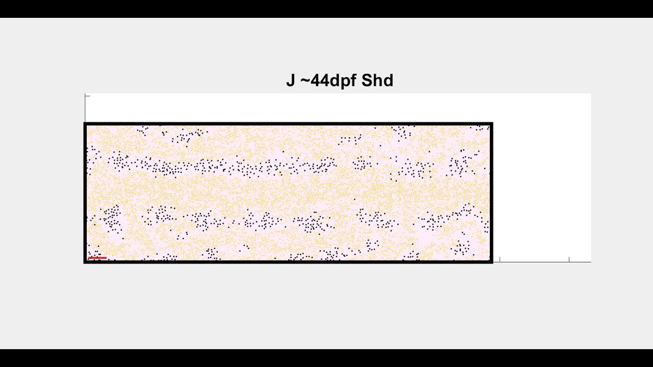 Shady mutant pigment pattern formation (zebrafish) - YouTube