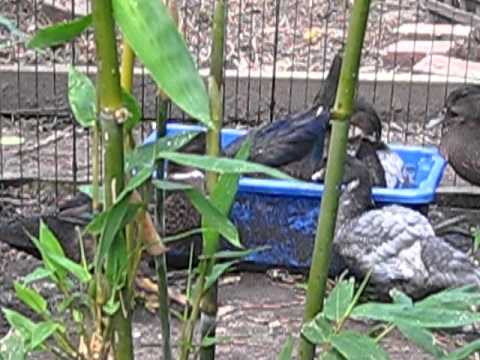 Nine weeks old muscovy x khaki ducklings (mule ducks) - YouTube