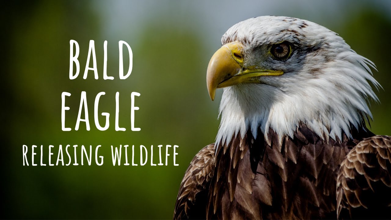 Releasing Wildlife: Bald Eagle - YouTube