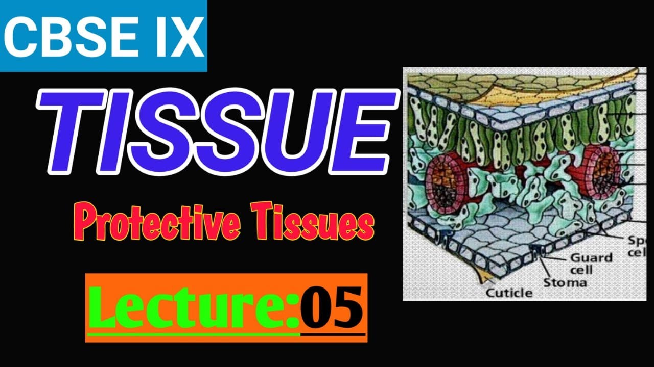 Lecture-5: Protective Tissues | Plant Tissues | Tissues | CBSE | Class ...