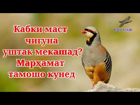Тамошо кунед кабк бади маст шудан чихел уштак мекашад