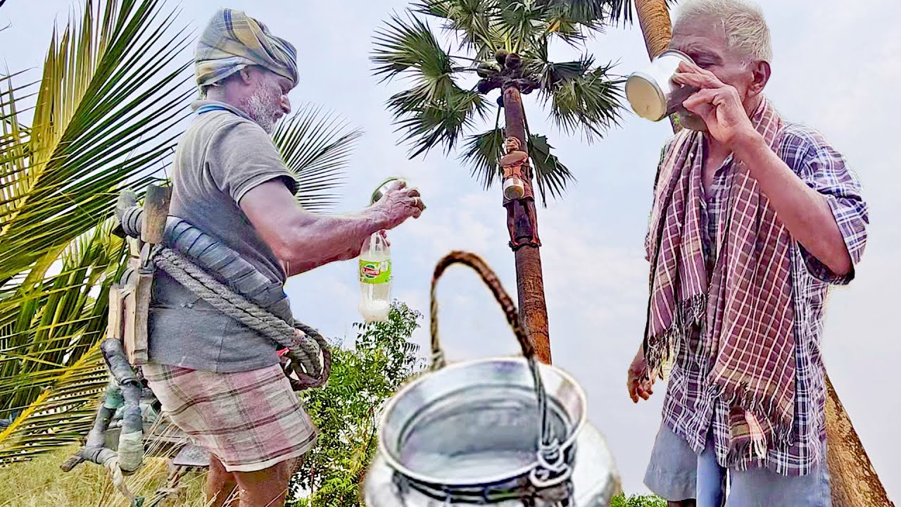 Village Style Toddy Palm Neera Collection by Grandfather | Juice of ...