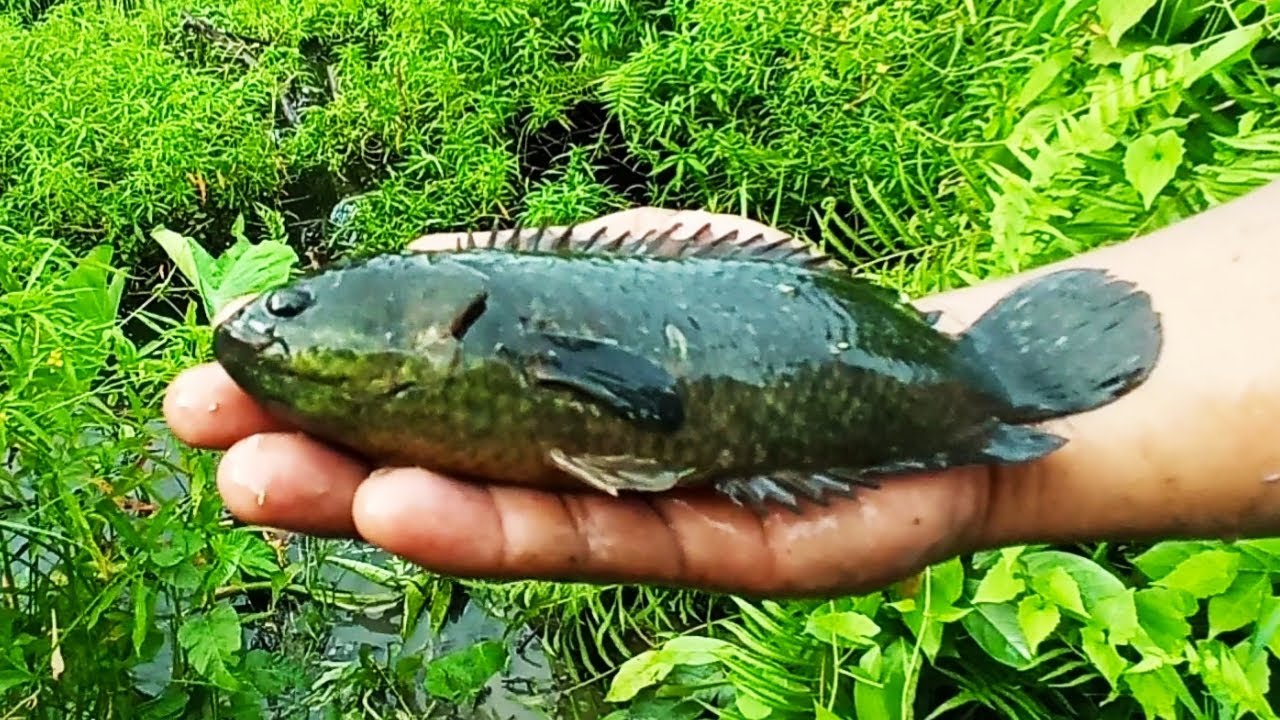 Spot Alami Berpenghuni Betok Monster, Mancing Ikan Betok Besar Saat ...