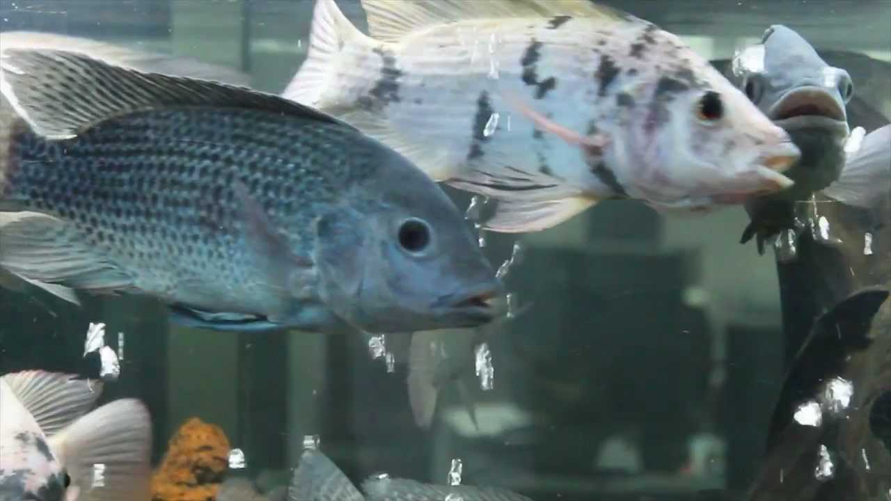 Nature in it's natural form - Tilapia - YouTube