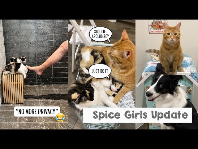 Spice Girls Meme You're Old, Happy Birthday | Spice Girls Birthday
