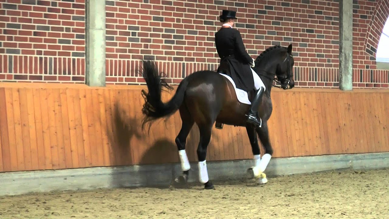 Placido Domingo - Stallion by Dorkas/Hohenstein E.H. - YouTube