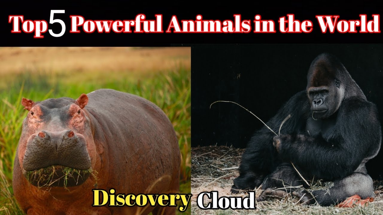 Top 5 Powerful animals in the world || Top 5 strongest animals in the ...