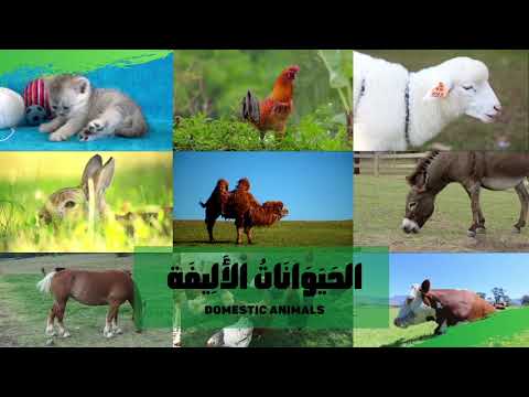 Domestic Animals in Arabic for kids, Animal names and sounds Arabic ...