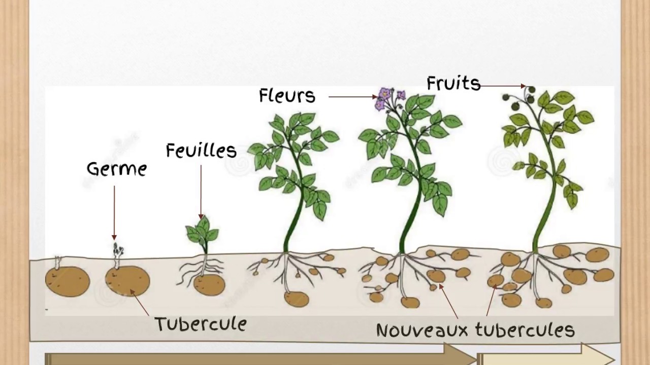 correction exercice SVT - YouTube