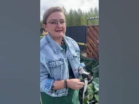 Капуста Изумрудная королева - YouTube
