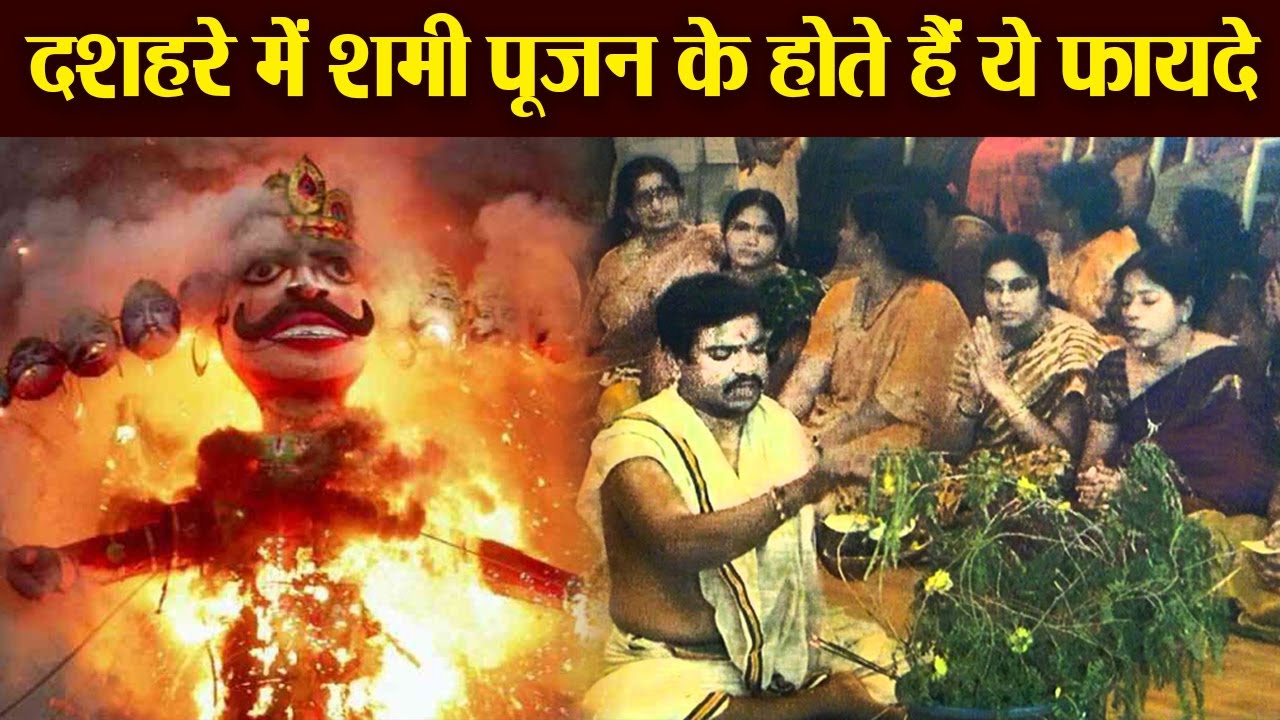 Shami Plant Pujan in Dussehra| दशहरे में शमी पूजन का महत्व जानने के बाद ...