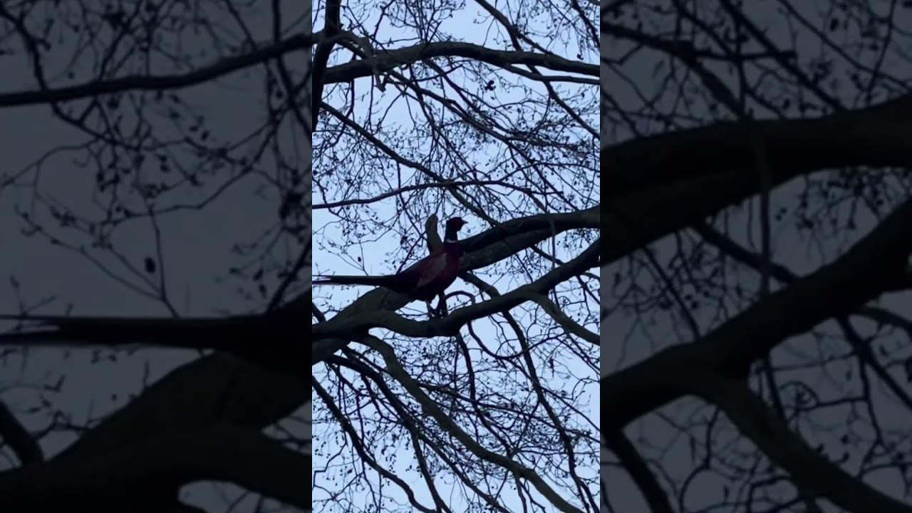 Der Oktopus (Krake) - Fangen, töten und zubereiten - Rezept