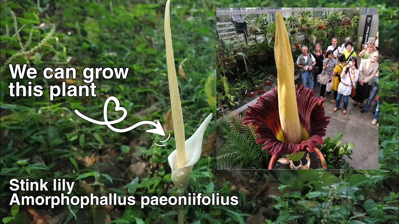 HOW TO GROW STINK LILY FROM SEED (Amorphophallus paeoniifolius) - YouTube