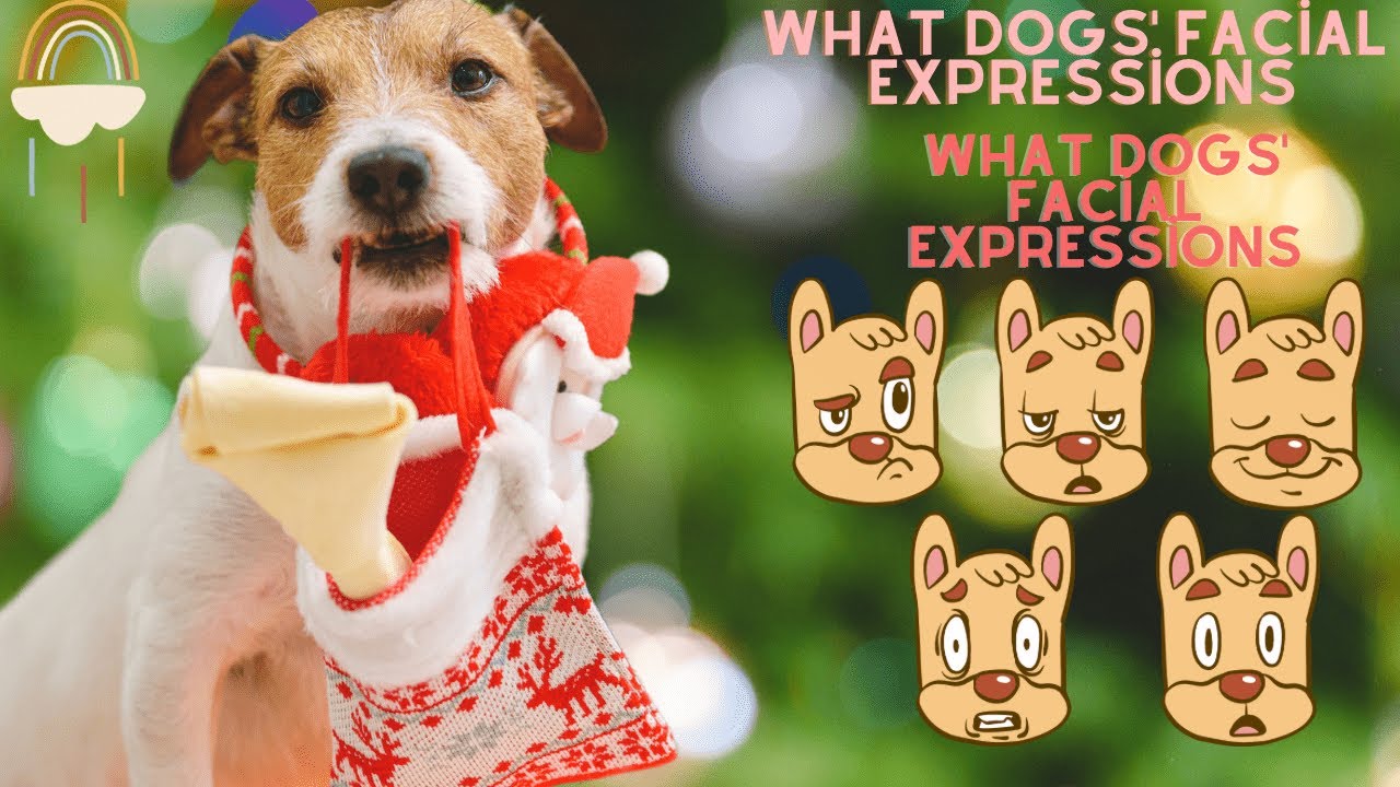 Decoding Your Dog's Facial Expressions: What They're Trying To Tell You ...