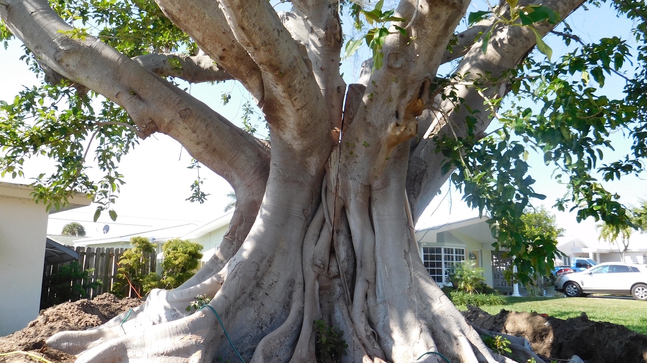 100 Year Old Specimen Fig Tree Relocated in 5 pieces using "Arbor ...