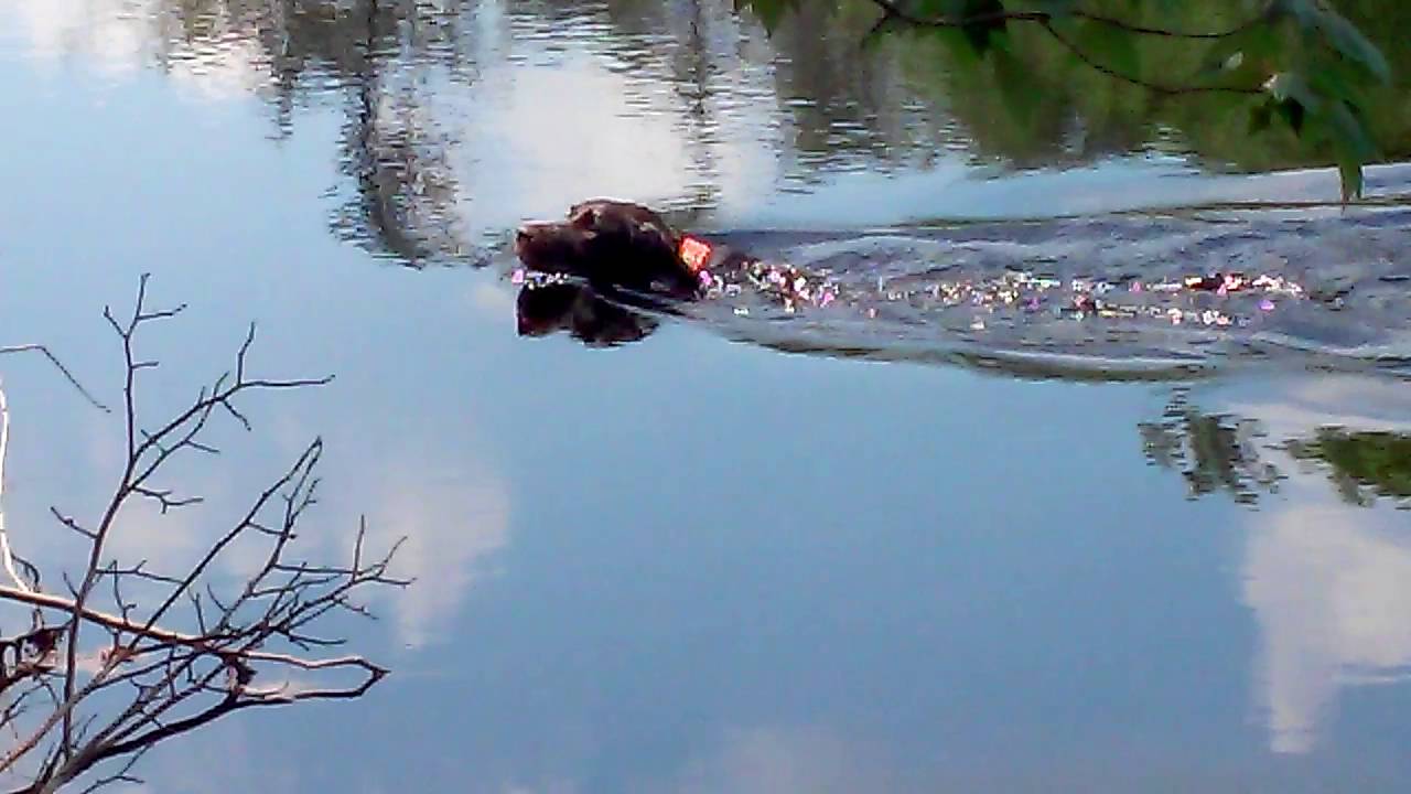 Anna duck search. At 2 years - YouTube
