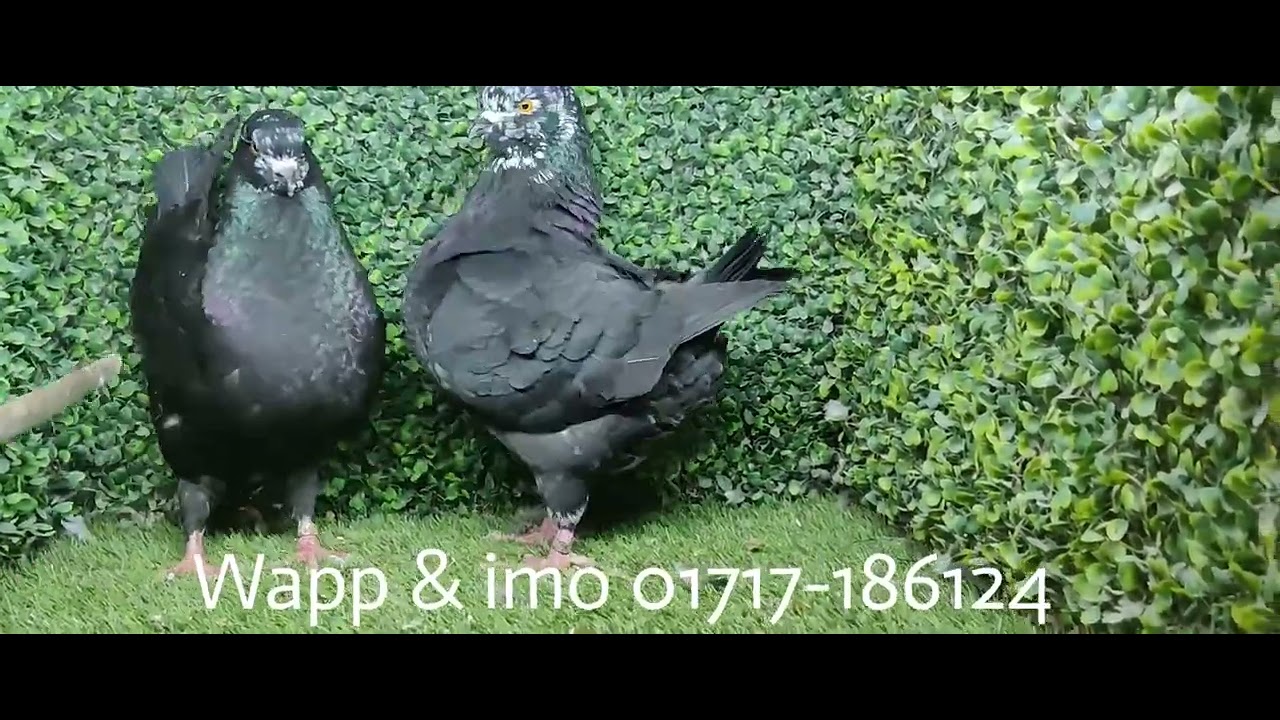 black grizel show king, show king, king kobutor, king pigeon - YouTube