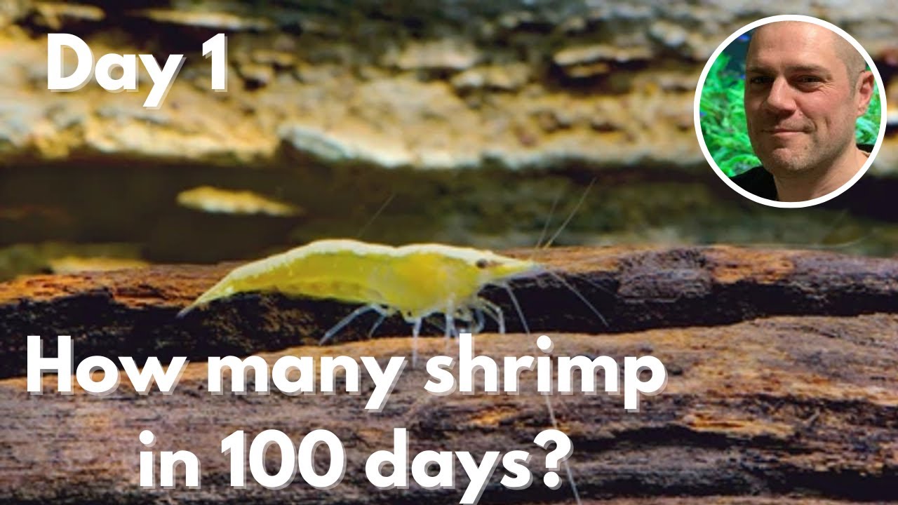 100 Day Neocaridina Shrimp Breeding Challenge! HOW MANY SHRIMP WILL I ...