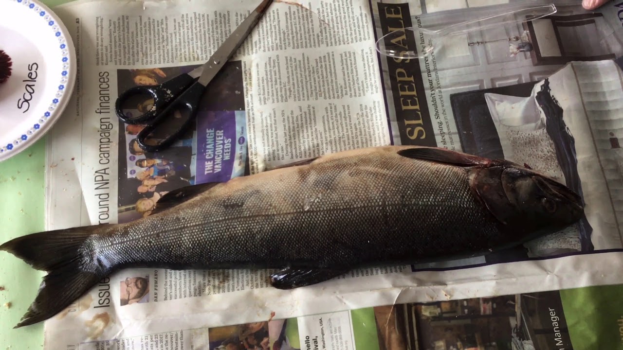 Salmon Dissection - YouTube