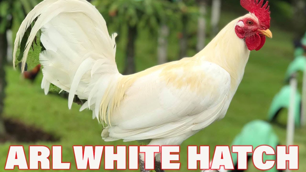 ARL White Hatch ARTURO LOPEZ - YouTube