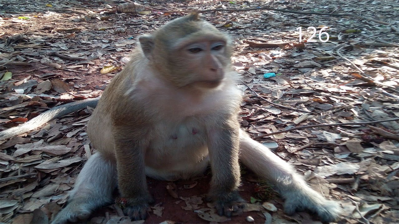 Monkey part 126 Video cut ready - YouTube