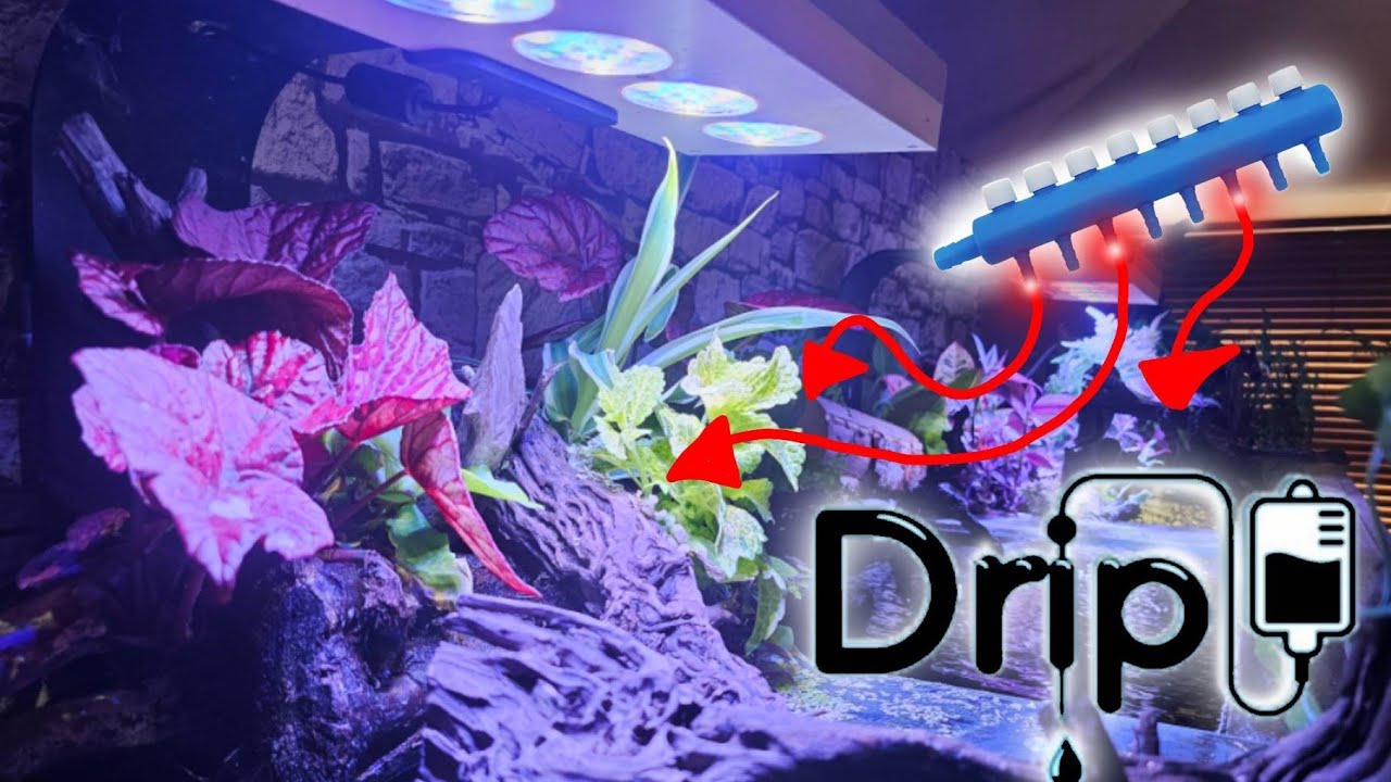 koi aquarium with top terrarium NEW DRIP SYSTEM SETUP TO GROW PLANTS ...