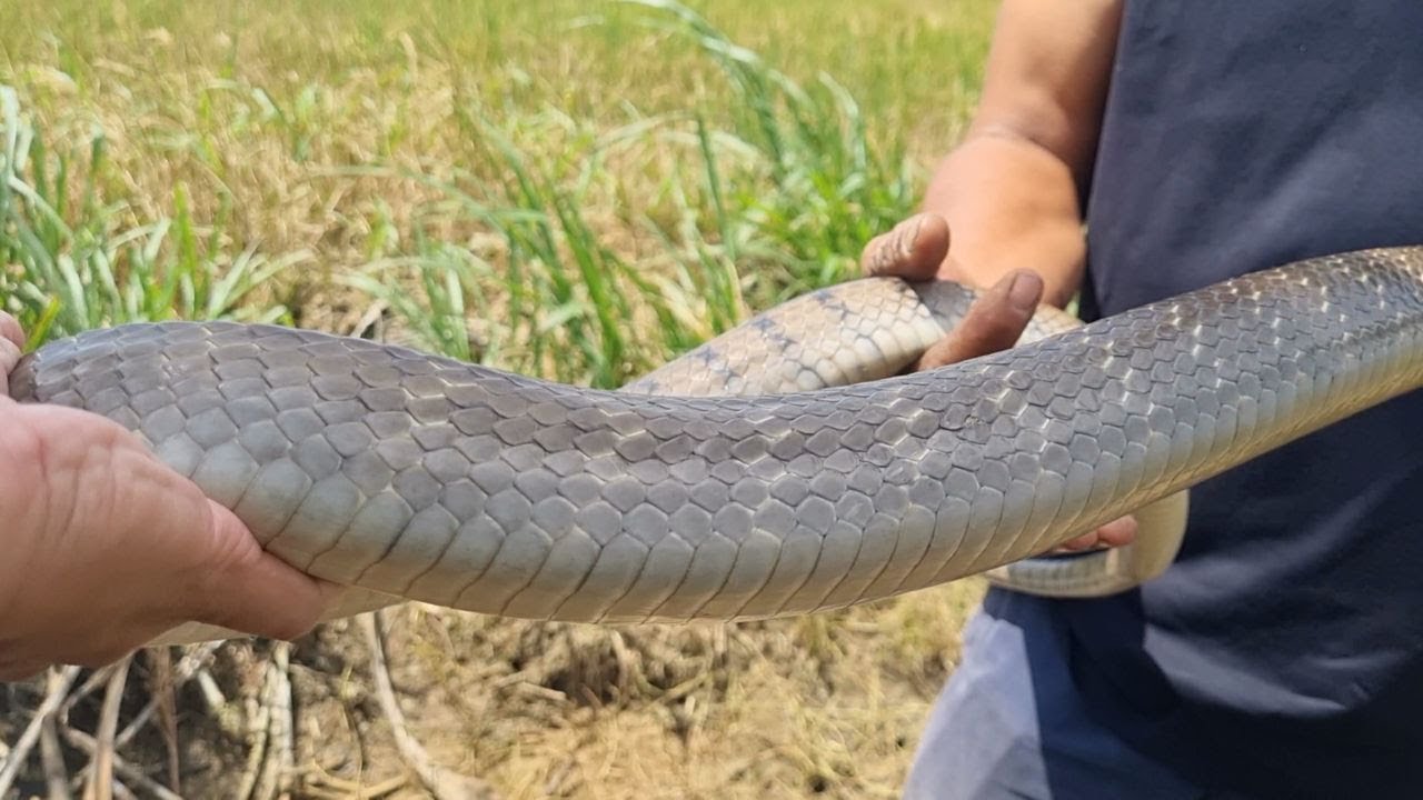 Quá Khủng Con Rắn Hết Có Bự Rồi | Mười Thương SB_ Tập 129 - YouTube