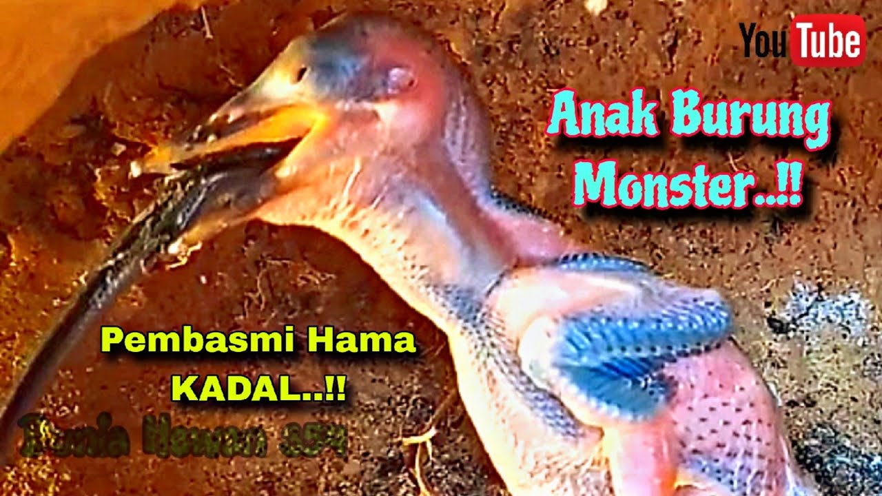 Anak Burung Tengkek Kembali Membantai Kadal Babon - Kingfisher Bird ...