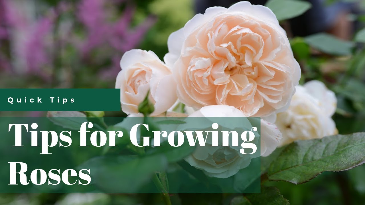 Quick Tips for Growing Roses | Rose Bush Care | Fairview Garden Center ...