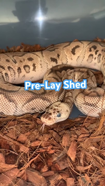 Ball Pythons do THIS Before They Lay Eggs! - YouTube