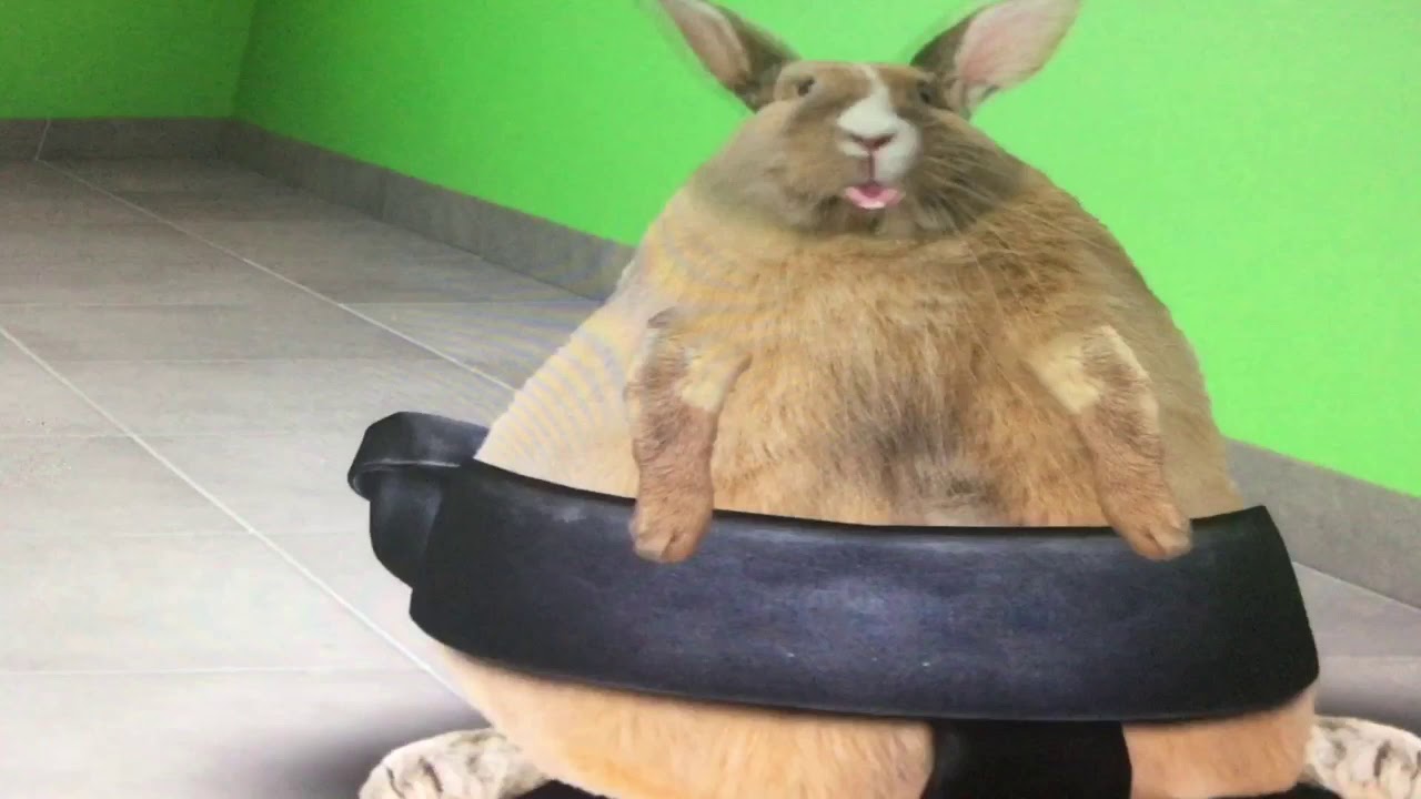 Scenes of Chubbs the Bunny videos - YouTube