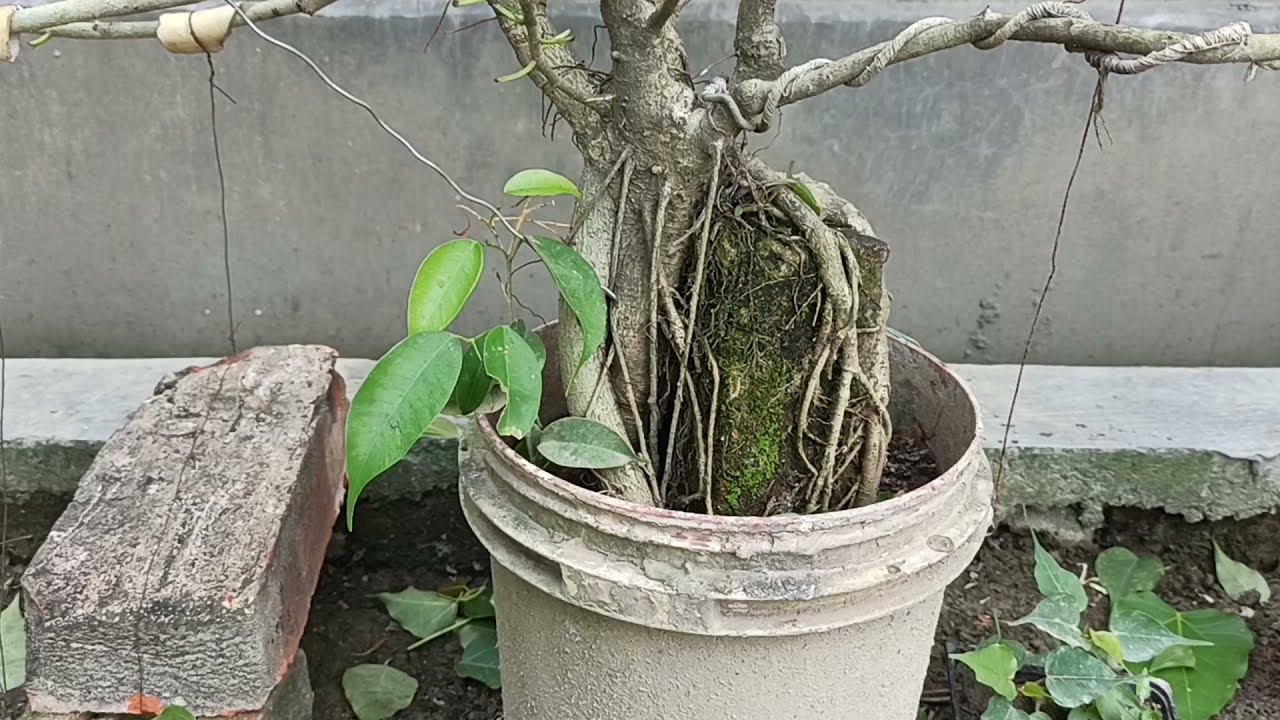 Bonsai Ficus Religiosa | Beginner Bonsai Tree | Pipal Tree | Root Over ...