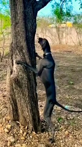 INDIA'S Greatest 5 Naatu Dog 🐕 | Sharvan Vlogs| - YouTube