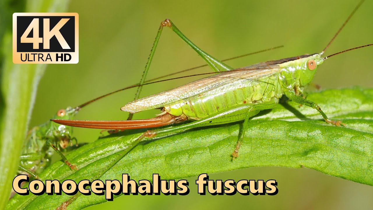 Long-winged conehead (Conocephalus fuscus) - YouTube
