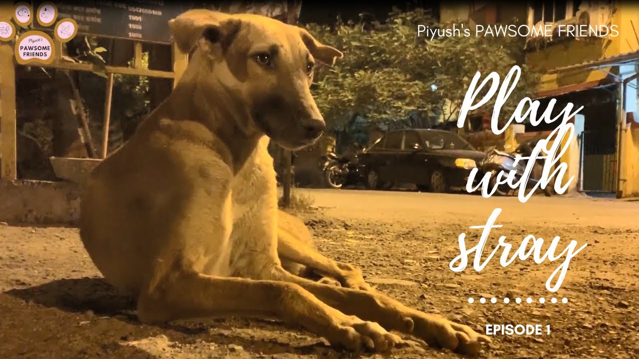 Playing with Stray Dogs ️ | How to make friendship with street Dogs ...