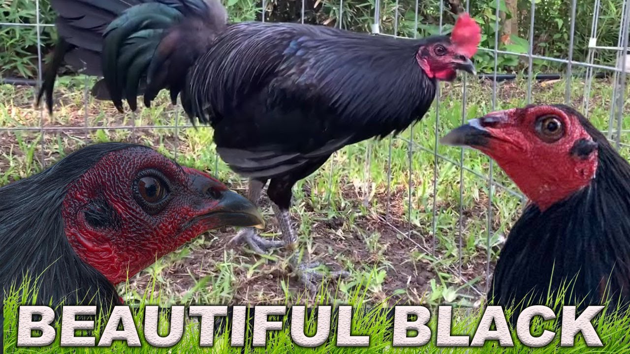 Beautiful Black Sid Taylor White Claret Dom Granja R. Greer Big Farm ...