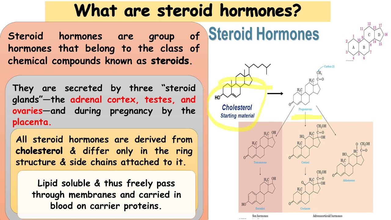 MED LEVEL 2 REB221 BIO Lecture 2 Steroidogenesis - YouTube