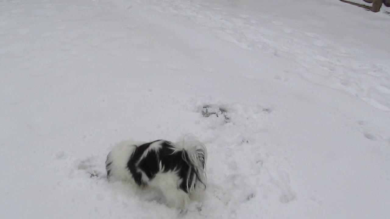 Snow dogs and the Nope Pug - YouTube
