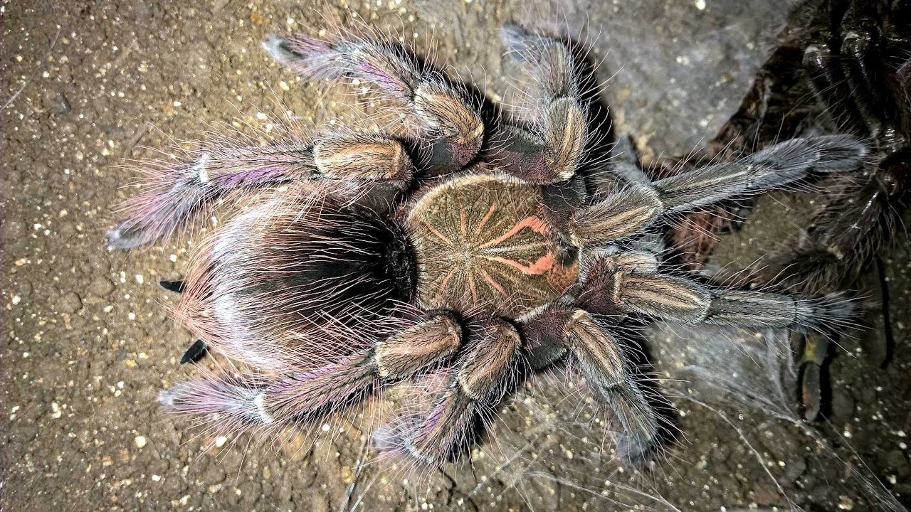 Molt Updates - T. stirmi and Pamphobeteus sp. Duran - YouTube