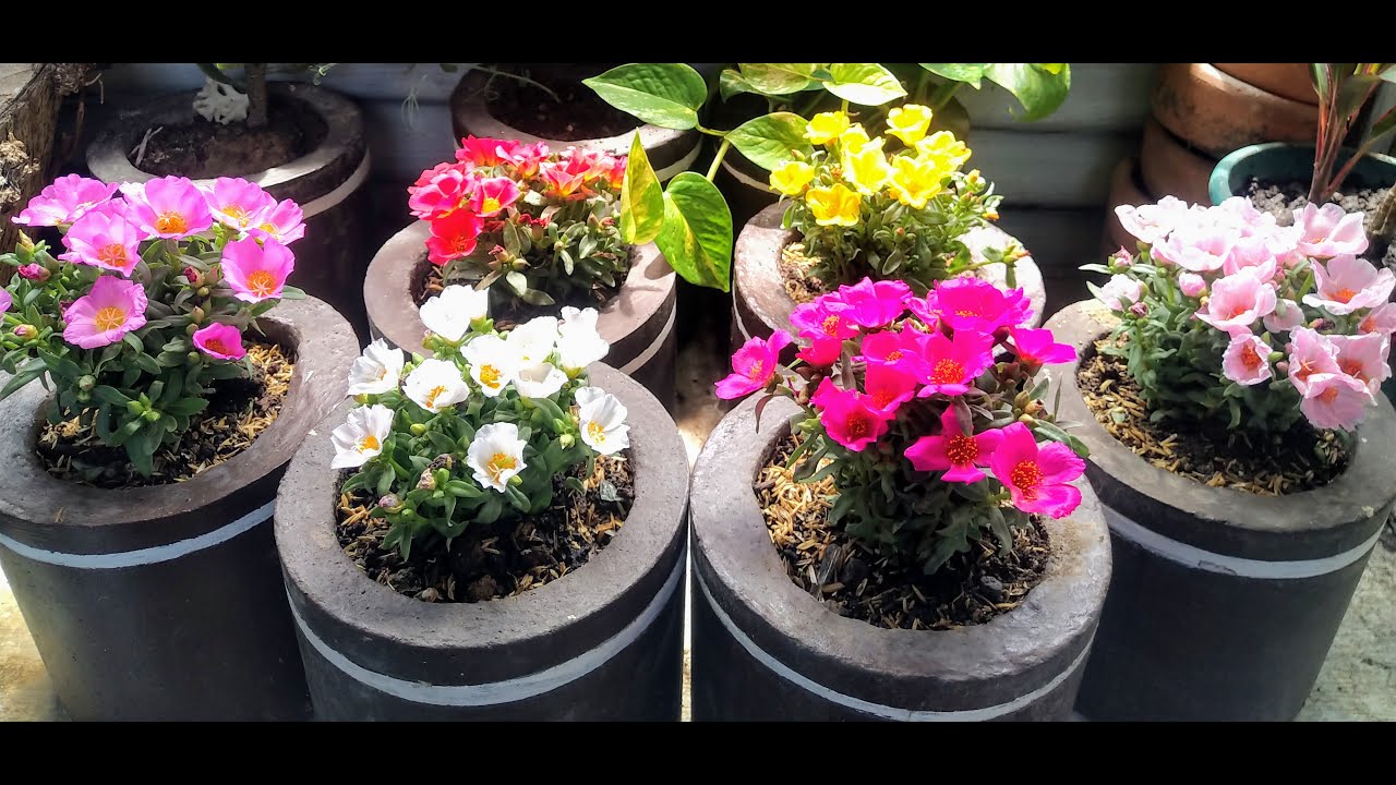 Amazing Portulaca Plants (Rosas De Alas Dyis) - YouTube