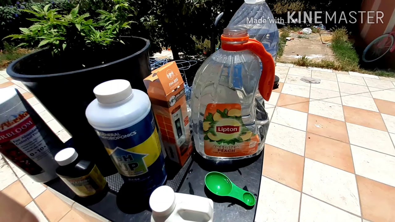 GROWING OUTDOOR CANNABIS!- STRETCHING PHASE| TUTORIAL FEEDING YOUR ...