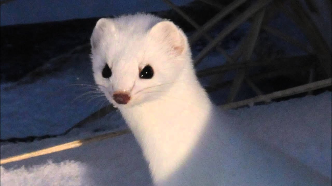 Encyclopedia Dramatica and Uncyclopedia Suck - YouTube