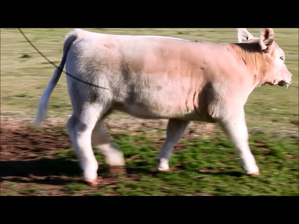 Lazy G Cattle Farm Tag 706 Smoke N Mirrors x Paddy Meyer September ...